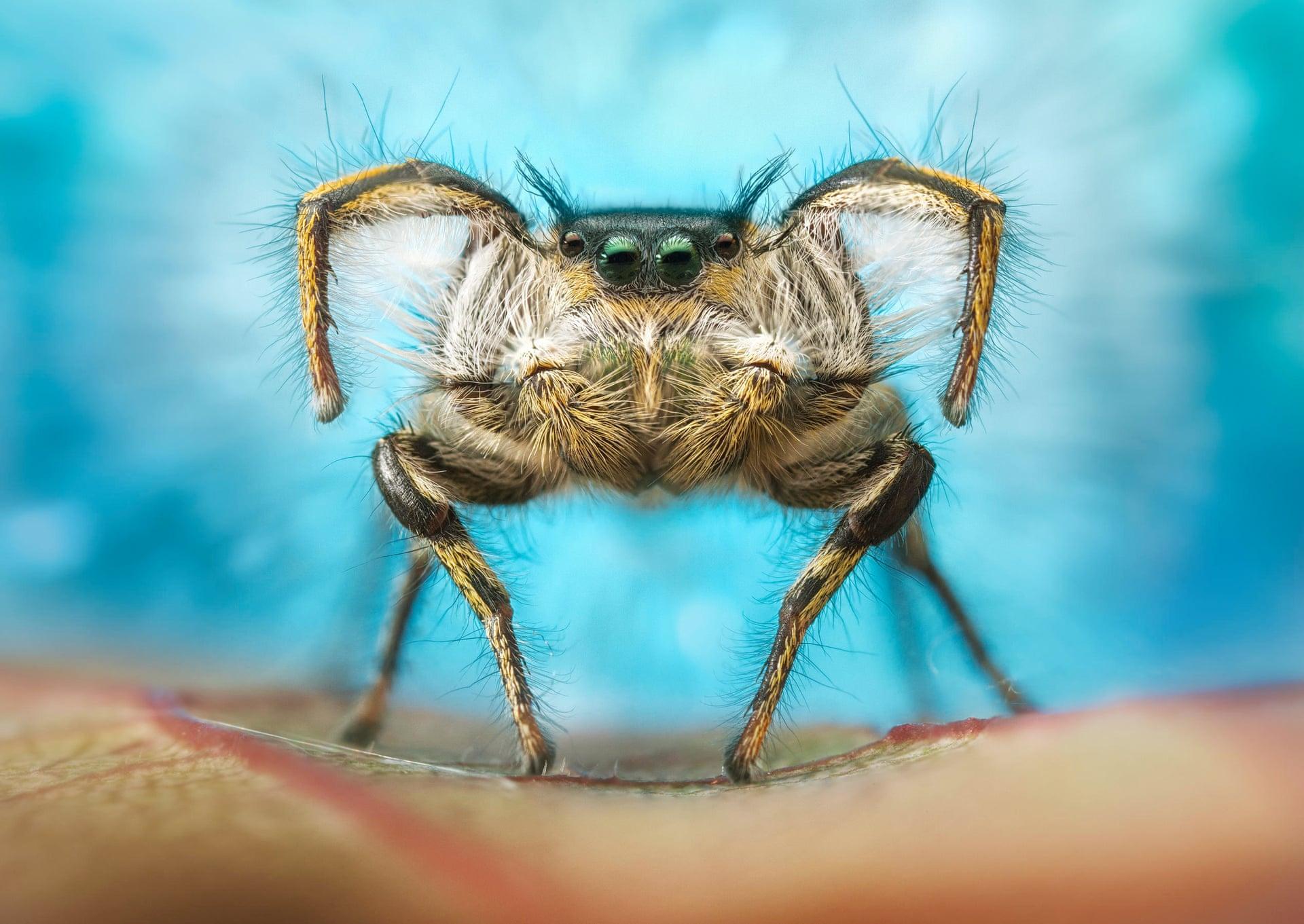 Espectaculares imágenes del concurso de fotografía de insectos 2020