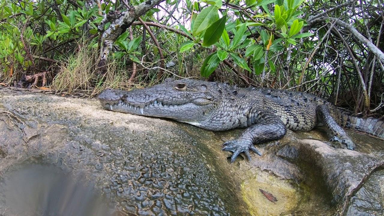 Conoce a Panchito, el cocodrilo que nadó con turistas en Tulum