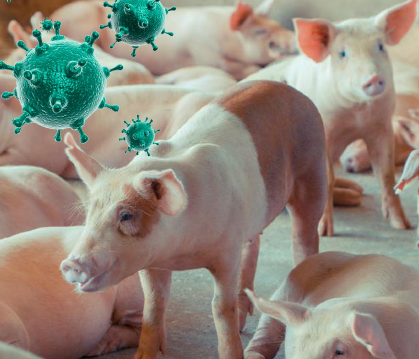 Detectan primer caso de gripe porcina en humanos