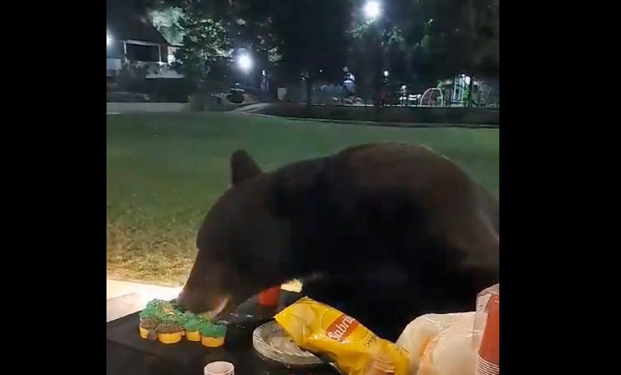 Oso se auto invita a posada y disfruta del pastel